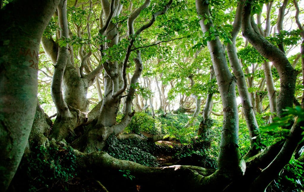 Dánská příroda - Země Světa