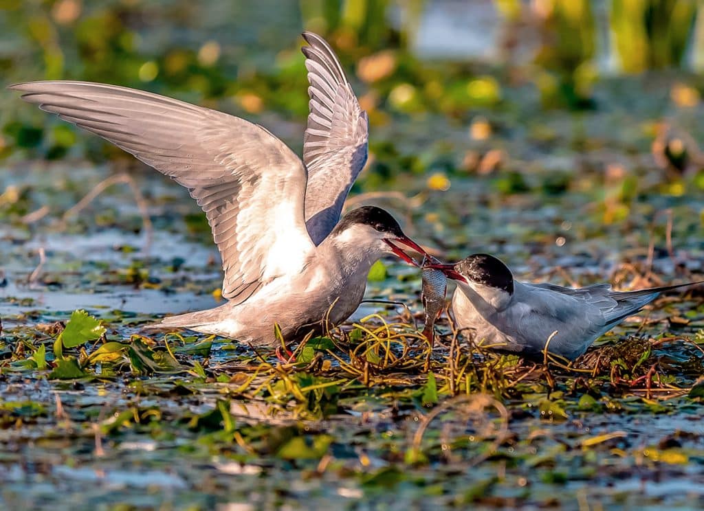 Delta Dunaje - Země Světa