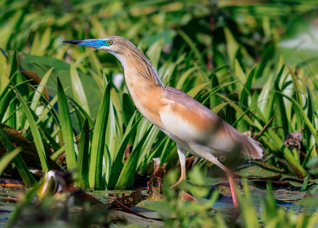 Delta Dunaje - Země Světa